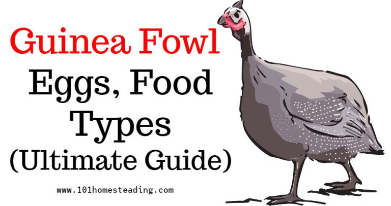 Guinea Fowl: Eggs, Food, Types (Ultimate Guide) ⋆ 101 Homesteading