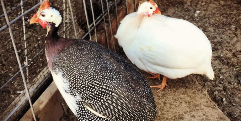 Guinea Fowl: Eggs, Food, Types (Ultimate Guide) ⋆ 101 Homesteading
